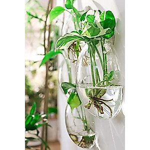 Ivolador Wall Mounted Plant Terrariums Oblate Hanging Glass Propagation Station Container for Propagating Hydroponic Plants Home Garden Wedding Décor