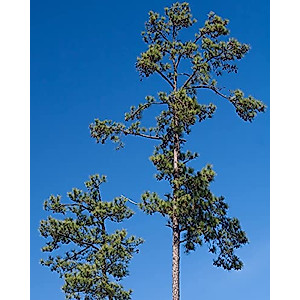 Loblolly Pine Tree | 3 Live Plants | Pinus Taeda | Fast Growing Stately Shade Tree