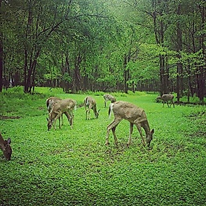 Antler King Trophy Clover Mix