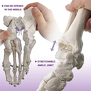 Evotech Scientific Human Foot and Ankle Model, Life Size Medical Anatomy Foot Skeleton Model W/Tibia Fibula, Right, Fully Articulated, Human Skeleton Model for Medical Study & Science Classroom