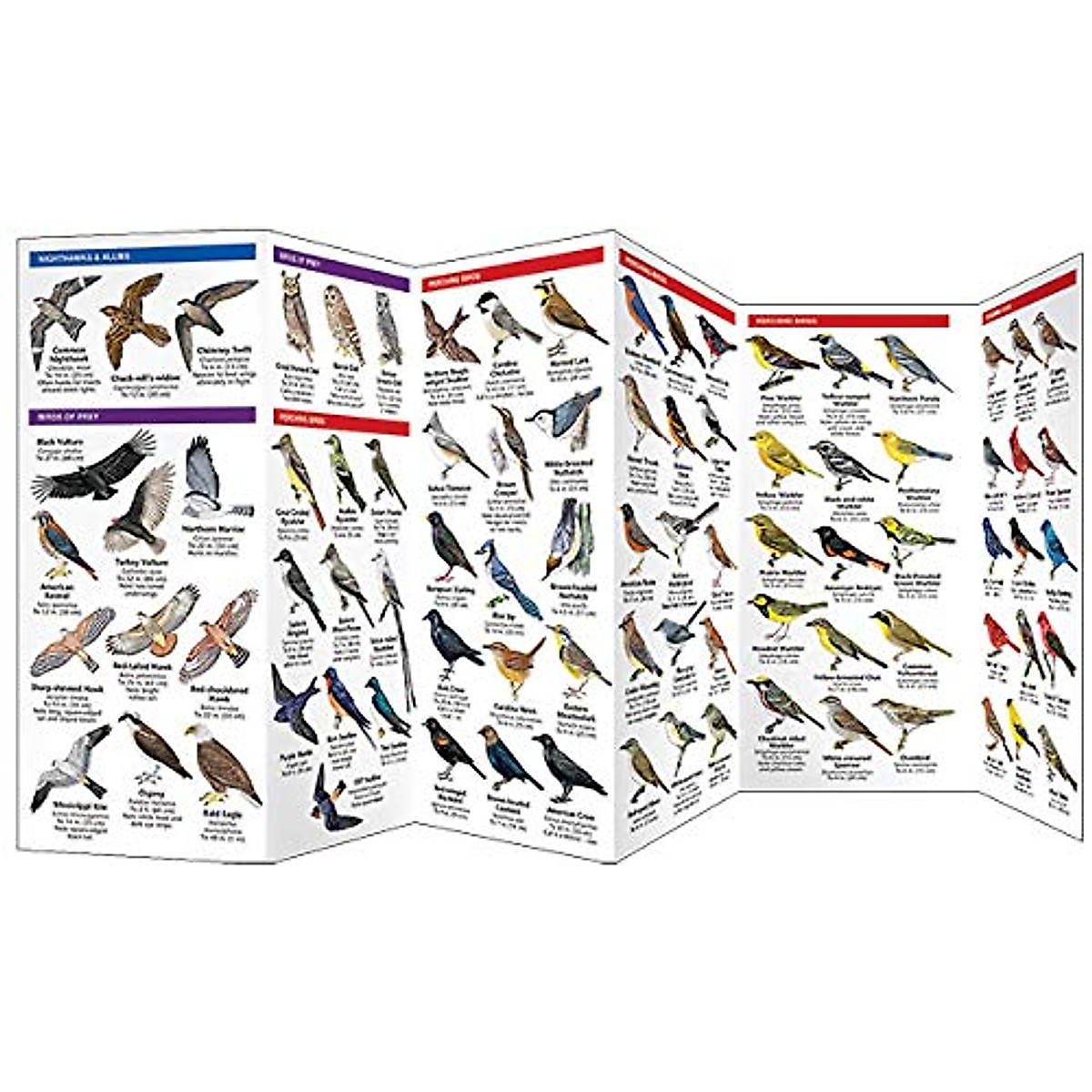 Arkansas Birds: A Folding Pocket Guide to Familiar Species (Nature Observation North America)