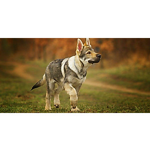 PET SUPPLEMENTS & NUTRITION LLC Dog Joint and Hip Supplement - Joint Health with Turmeric - MSM - GLUCOSAMINE - Hip Support - Turmeric Anti inflammatory for Dogs - 60 Tablets (1 Bottle)