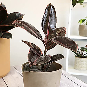 6" Ficus Ruby, Variegated Rubber Plant, Real House Plants, Desk Plants Live, Plant Decor for Bedroom, Floor Plants, Real Plants Indoor Live Plants Indoor Plants Live Houseplants by Plants for Pets