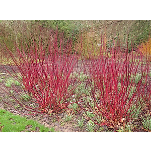 8 Red Dogwood Cuttings to Plant - No Roots, Easy to Grow