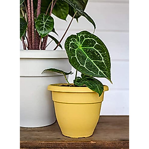 The HC Companies 10 Inch Caribbean Planter - Lightweight Indoor Outdoor Plastic Plant Pot for Herbs and Flowers, Honey