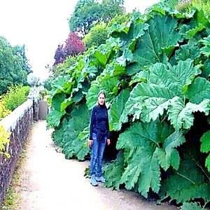 25 GUNNERA MANICATA Seeds "Dinosaur Food" Giant Exotic Flower Garden Plant