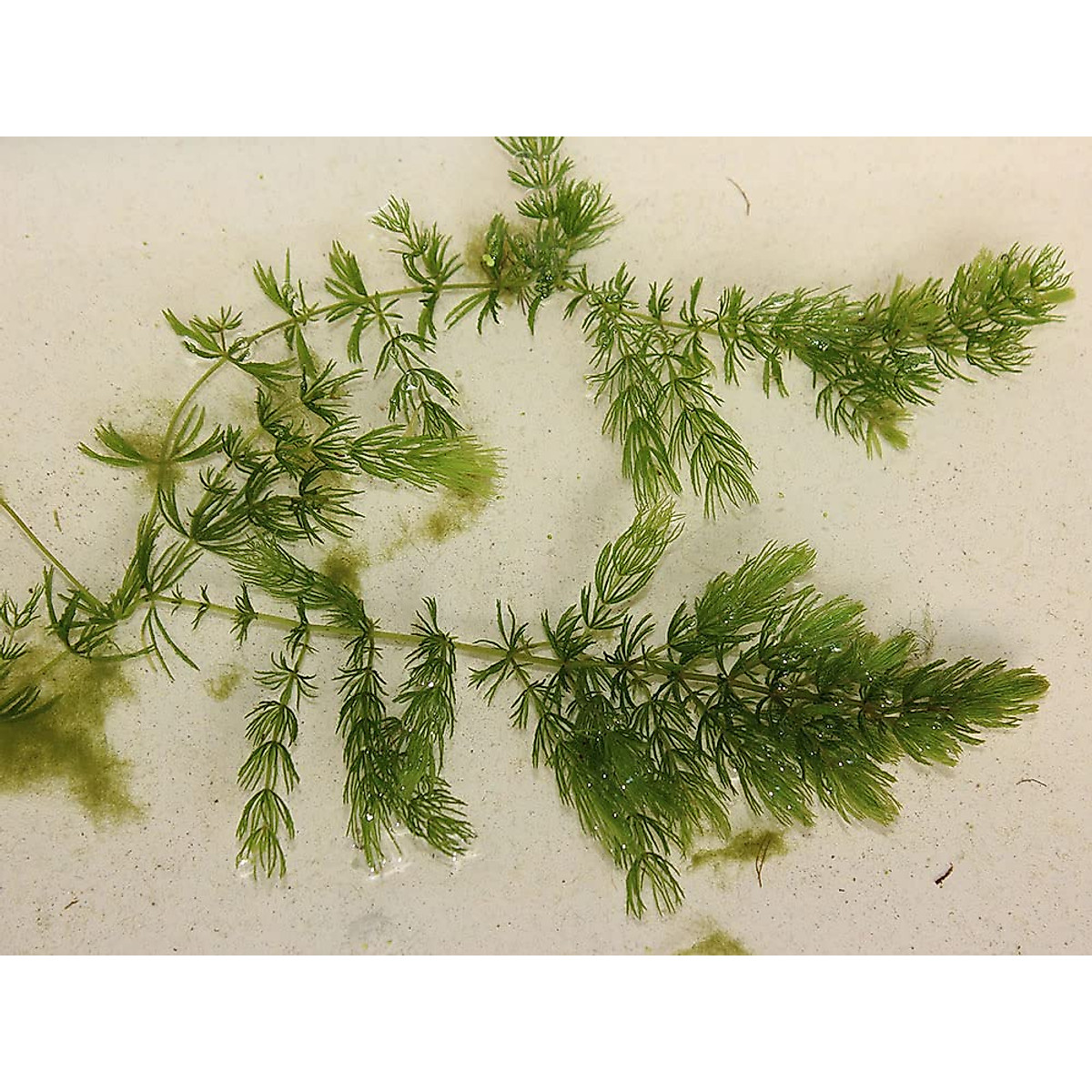 Marcus Fish Tanks Hornwort Coontail Ceratophyllum Easy Live Aquarium Plant Oxygenating Pond Plant Buy 2 GET 1 Extra