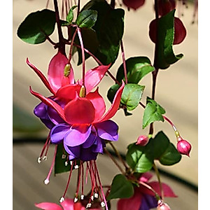 Mixed 100 Seeds Fuchsia Flower Seeds Perennial Home Bonsai