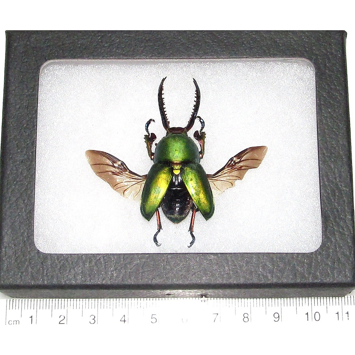 BicBugs Lamprima adolphinae Green Form Male Real stag Beetle Mounted Wings Spread Framed Papua New Guinea