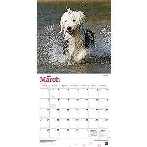 Old English Sheepdogs 2021 Calendar