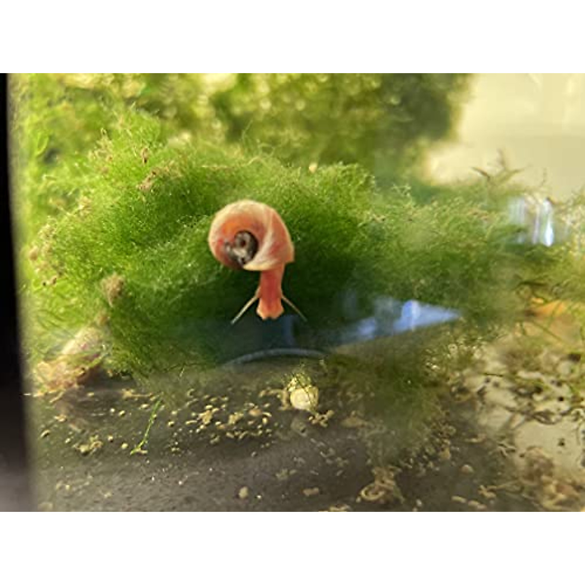 All RED/Pink Ramshorn Snails - 10+ Extras for Ponds and Freshwater Aquariums - Baby/Juvenile Size - Bred by Bubbles Up Aquatics (Order from Bubbles Up Aquatics or DOA Warranty Void)