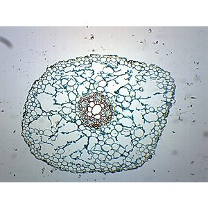 EISCO - Ranunculus Root - Cross Section - Prepared Microscope Slide - 75 x 25mm - Biology & Microscopy