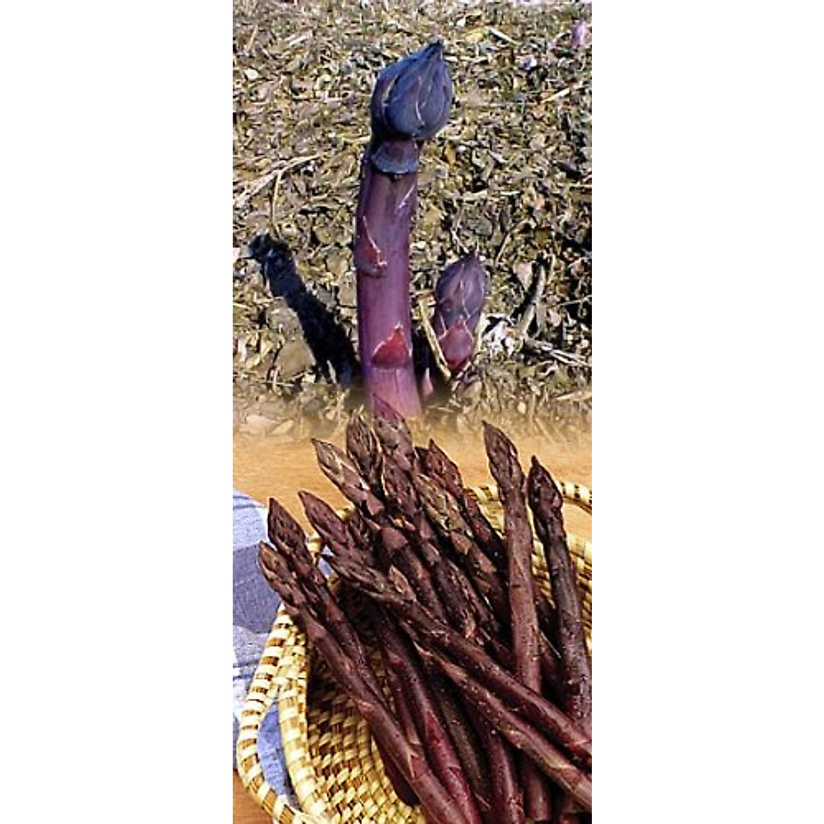 Purple Passion Asparagus 10 Roots - Passion in The Garden - Heirloom/No GMOs