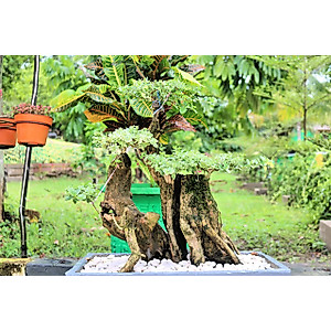 Heavy Duty Outdoor Bonsai Pot - 18in Pot w Drain Holes and Tray for Handling The Outdoor Weather