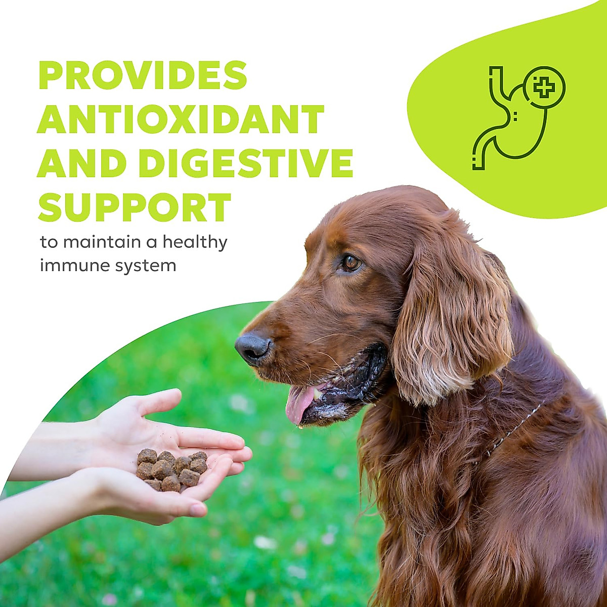 Wholesome Pet Wags Canine Allergy Soft Chews | Dog Allergy Relief Supplements, Anti Itch Bites for Dogs, for Healthy Immune Response, for Itchy Skin, Probiotic Treats | 60 Chews, 180g, 6.35 oz