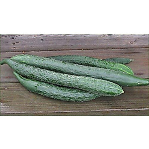 Japanese Long Burpless Cucumber Seeds - Sooyow Nishiki Green Non-GMO (25 - Seeds)