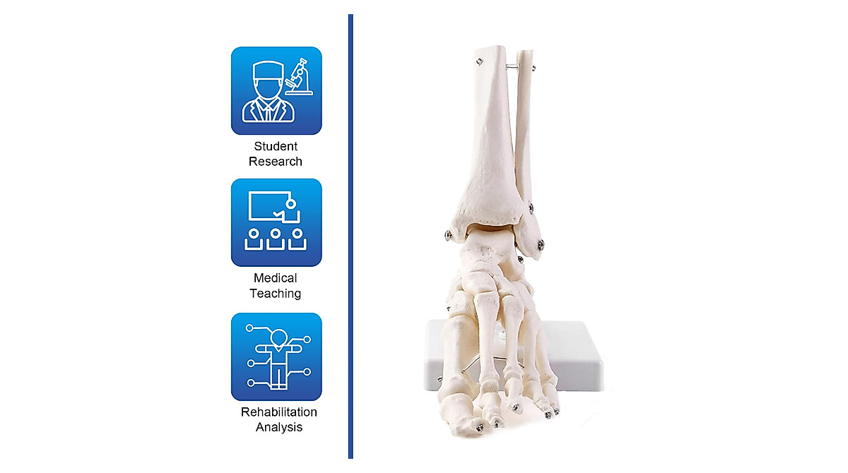 Lyok Human Foot Skeletal Model - Anatomical Foot Bones for Education