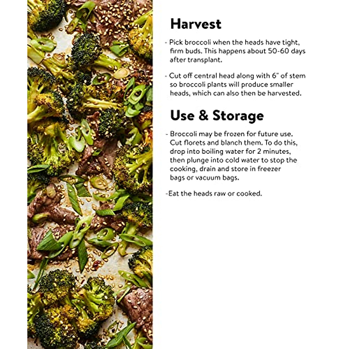 Burpee Sun King Broccoli Seeds 400 seeds