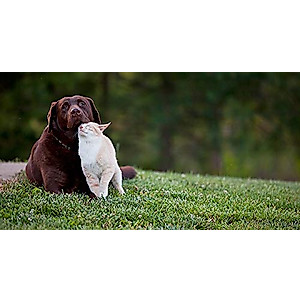 Vitamins for Dogs Skin and Coat - Ultra Vitamins for Pets - Dogs and Cats - Powerful Minerals - Dog Calcium - 2 Bottle (180 Chews)