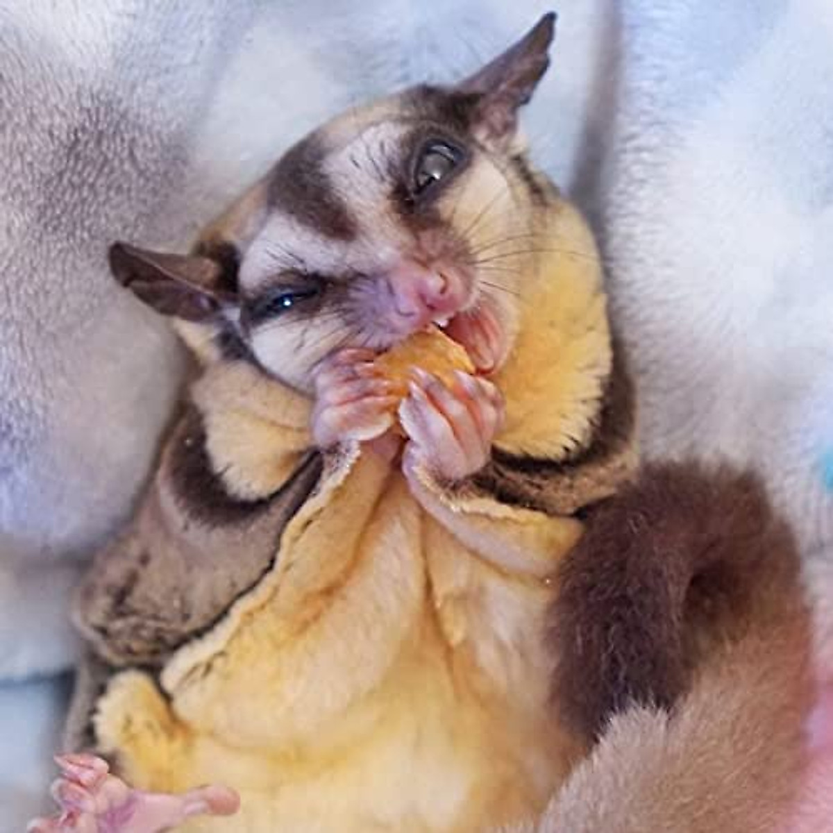 Exotic Nutrition Papaya Treat 1/2 LB - Healthy Natural Dried Fruit Treat - Sugar Gliders, Rats, Parrots, Hamsters, Squirrels