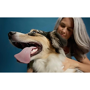 Nom Nom Dog GI-Targeted Probiotic Support - with Prebiotic Fiber, Inulin, and Saccharomyces boulardii - Gut Health Dog Probiotics for Gastrointestinal and Stomach Relief (GI Powder)