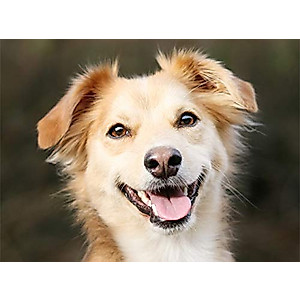 Dog Dental Treats Large Breed - Dog Teeth Health Care - Advanced Complex - Eliminate Bad Breath Plaque Build UP - Healthy Gums - Vitamin b12 for Dogs - 120 Tablets (2 Bottles)