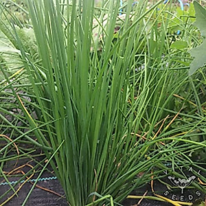3000 Common Chive Seeds for Planting Non GMO 5 Grams of Seeds Garden Vegetable Bulk Survival Chives