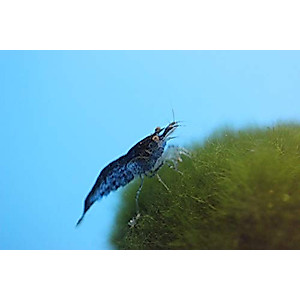 Family of 12 Mixed Color Live Freshwater Shrimp for Aquarium or Fish Tank