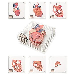 Anatomic Heart Specimen Coasters (Set of 6) - 3D Brain Coaster Set Also Available. Human Anatomy Gifts Medical Student Gifts CNA Gifts for Women Best Gifts for Medical Students Thinkgeek Coasters
