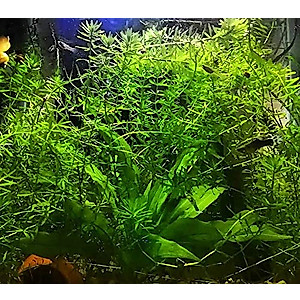 Anacharis Potted Elodea Densa Tropical Freshwater Stems Live Aquarium Plants Aquatic Pond Water Decorations 3 Days Live Guaranteed by Mainam