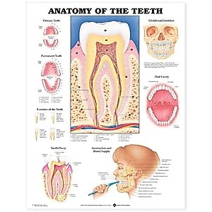 Anatomy of the Teeth Anatomical Chart