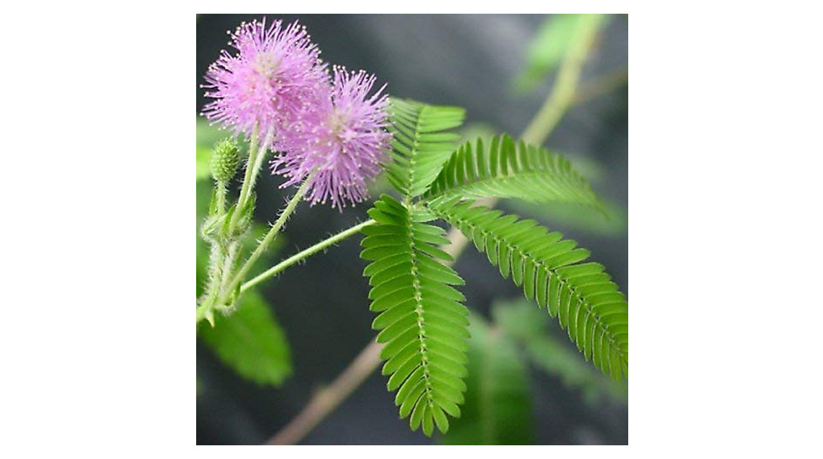 TickleMe Plant Grow Kit - Fun & Romantic Indoor Plant Gift