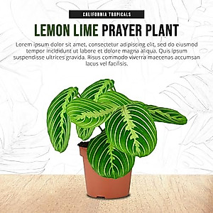 California Tropicals Lemon Lime Prayer Plant - Maranta - Rare Variety Live House Plant - Tropical Decor - Unique Real Plants Interior Garden Outdoors Supplies - Small Pot - 4 Inch Potting Decor