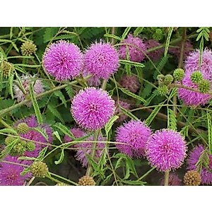 100 Sensitive Plant Seeds Mimosa Pudica - Fun for Kids - Easy to Grow!