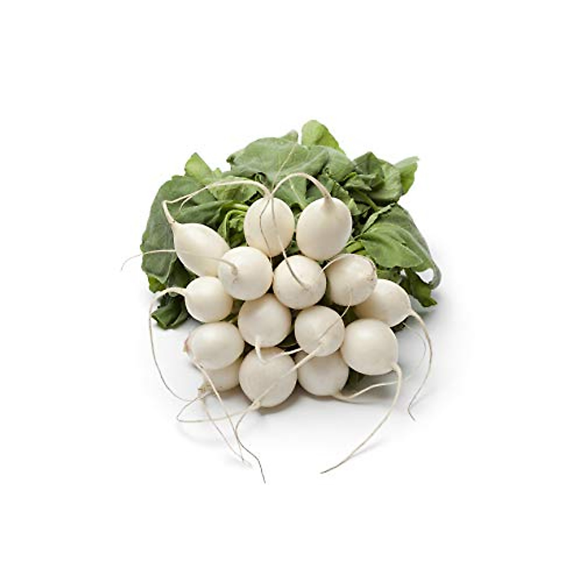 Hailstone Radish Seeds, 250+ Heirloom Seeds, (Isla's Garden Seeds), Non GMO Seeds, Botanical Name: Beta vulgaris