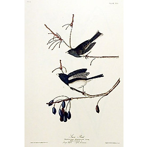 Snow Bird. From"The Birds of America" (Amsterdam Edition)