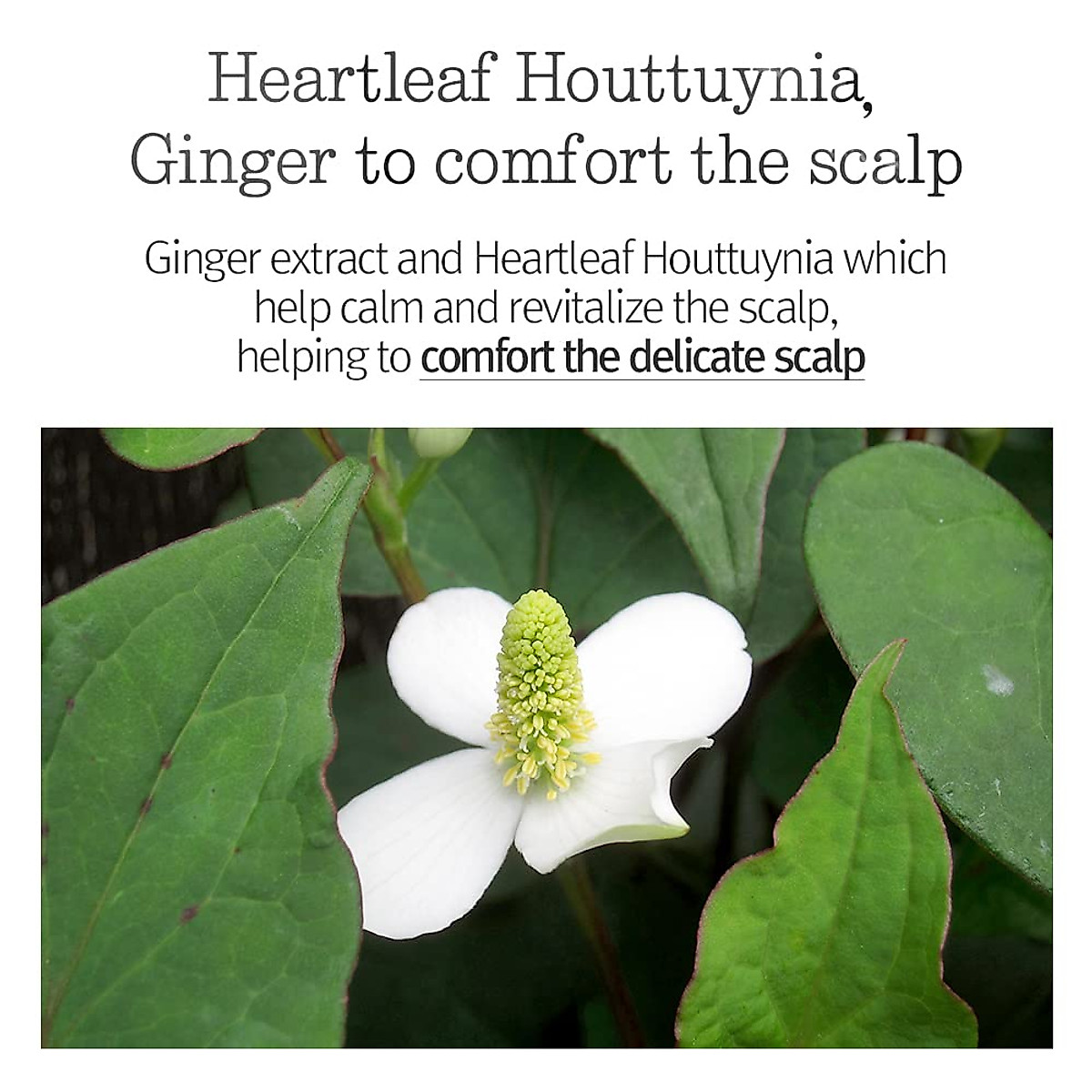 Pyunkang Yul Low pH Scalp Shampoo with Natural Surfactant & Acorus Calamus Root for Perfect Cleansing & Healthier Scalp, Moisturizing, Soothing & Calming, Therapeutic for Damaged Hair 16.9 Fl.oz