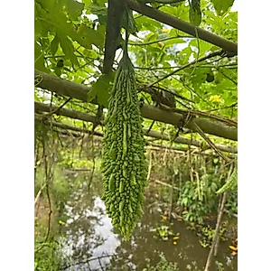 10 India Bitter Gourd Seeds, Bitter Melon Seeds, Kho Qua Rung Organic - Mai's Family