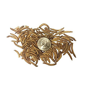 TradeKing 5 lb Dried Mealworms - High Protein Treat for Wild Birds, Chicken, Fish & Reptiles