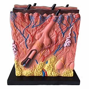 HAILIA Medical Models, Skin Anatomy Model,Hair Follicle Hair Anatomy Model Acne Pustule Blackhead Medical Teaching Model,for Medical Educational Training Aid,Study Display