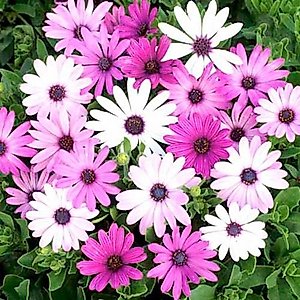 Outsidepride African Daisy Osteospermum Ecklonis Flower Seed Mix - 100 Seeds