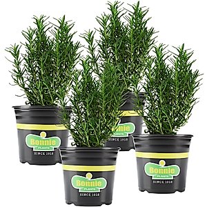 Bonnie Plants Rosemary Live Edible Aromatic Herb Plant - 4 Pack, Perennial In Zones 8 to 10, Great for Cooking & Grilling, Italian & Mediterranean Dishes, Vinegars & Oils, Breads