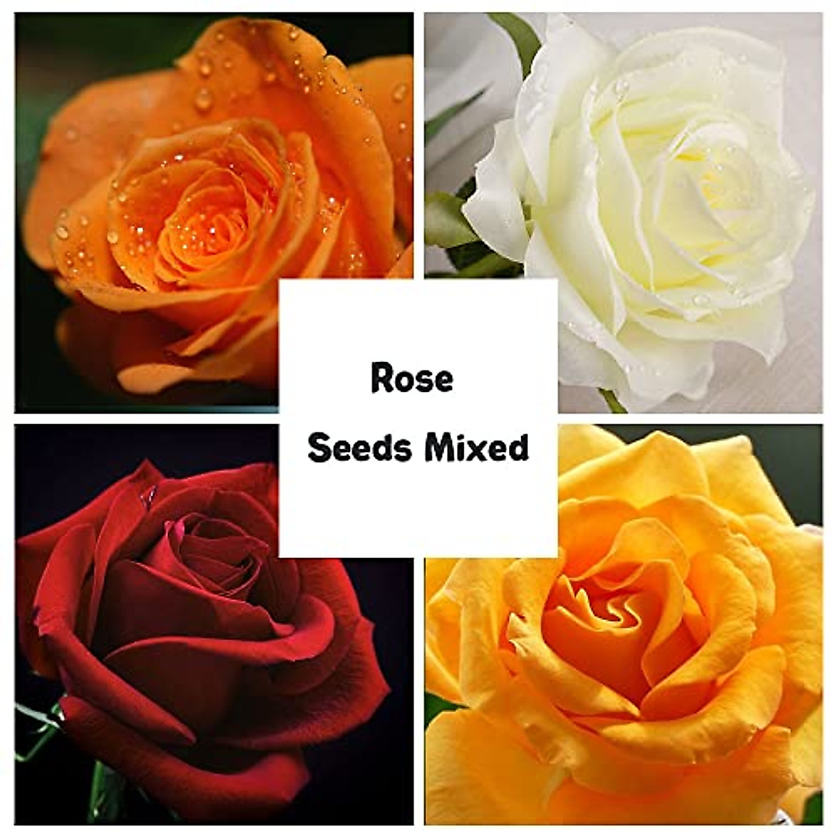 500+ Mixed Rare Rose Seeds Multicolored Flower Non-GMO Heirloom Garden Home for Planting to Grow