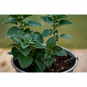 Greek Oregano Herb Seeds for Planting, 2500+ Seeds Per Packet, (Isla's Garden Seeds), Non GMO & Heirloom Seeds, Botanical Name: Origanum vulgare, Great Herb Garden Gift
