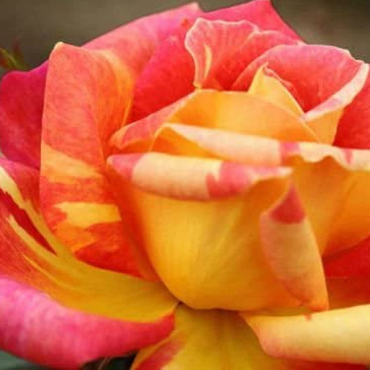 CHUXAY GARDEN Peaches & Cream Rose Seed 10 Seeds Rare Color Rose Plant Eye-catching Decoration Ornamental Flowering Plant