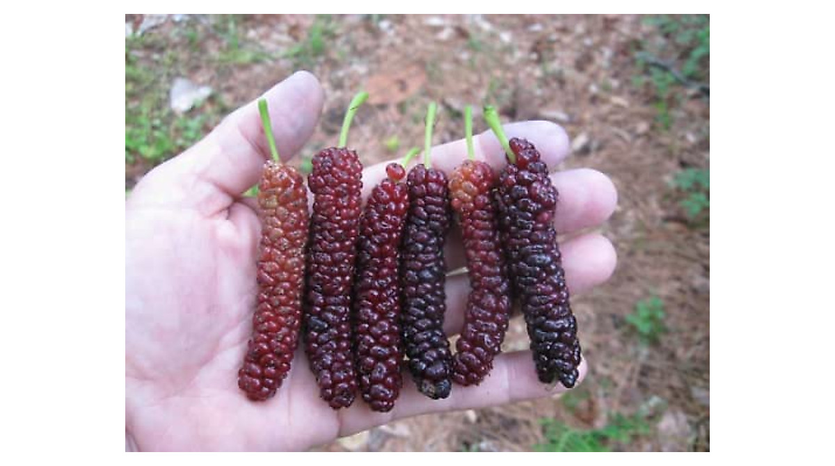 Grow Pakistan Mulberry Trees – Easy Indoor & Outdoor Plants