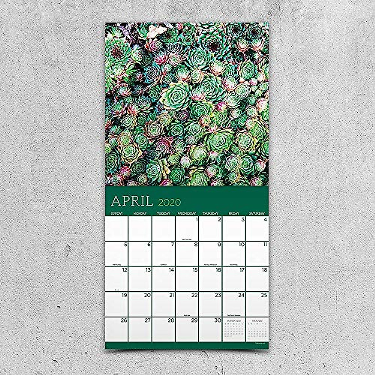 2020 Succulents Wall Calendar