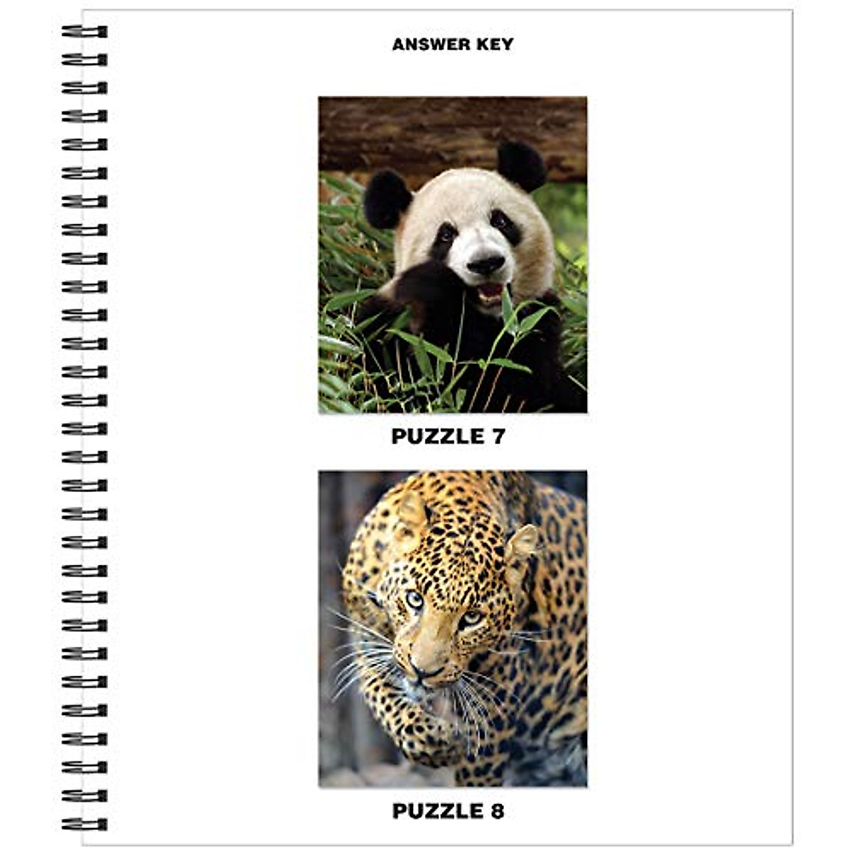 Brain Games - Sticker by Number: Zoo Animals (Easy - Square Stickers): Create Beautiful Art With Easy to Use Sticker Fun!