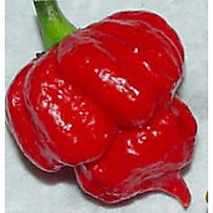 Trinidad Scorpion Hot Peppers (Red) Seeds (20+ Seeds) | Non GMO | Vegetable Fruit Herb Flower Seeds for Planting | Home Garden Greenhouse Pack