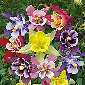 RAISE ME UP: Seeds Columbine Mix Aquilegia Perennial Flowers